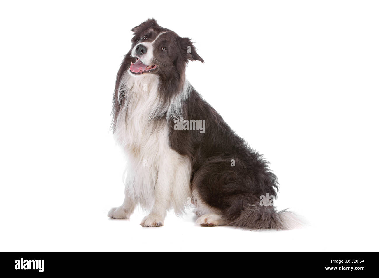 border collie sheepdog Stock Photo - Alamy