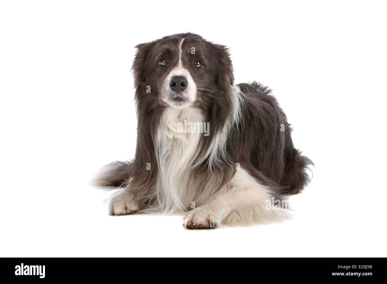 border collie sheepdog Stock Photo - Alamy