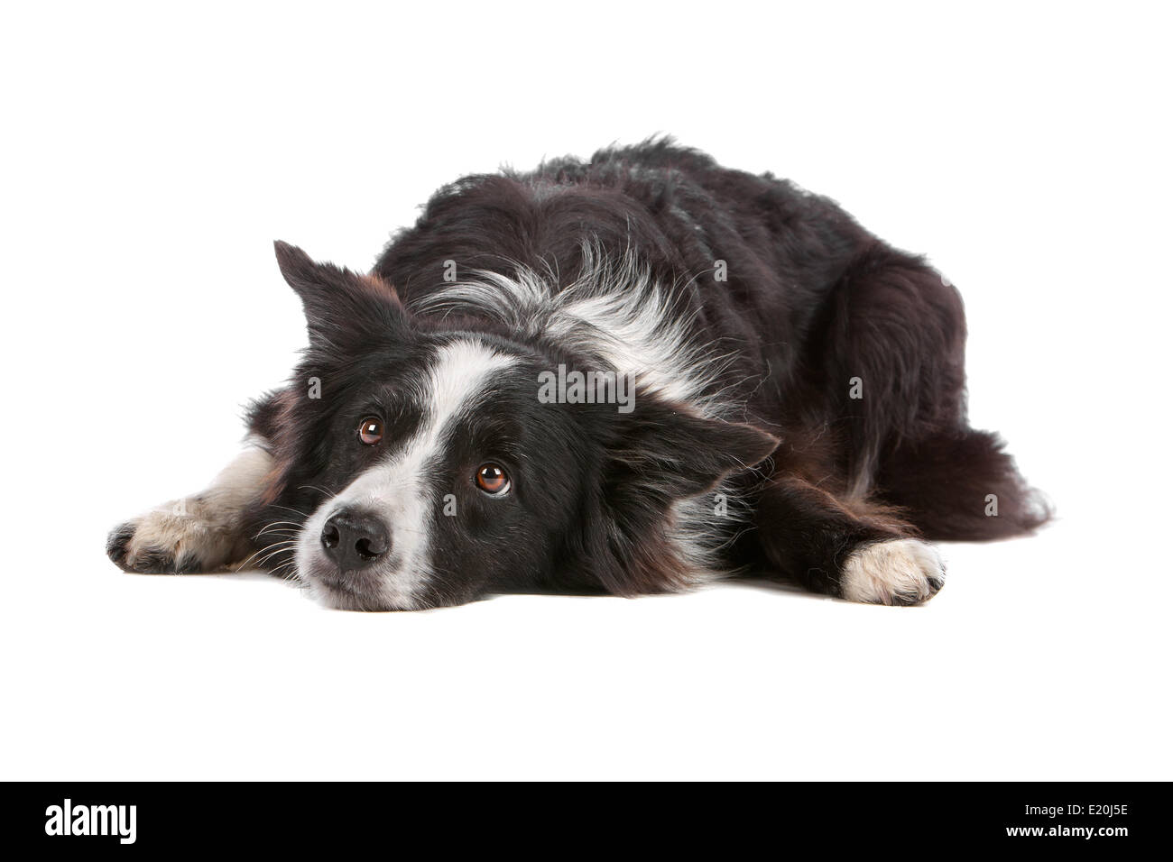 border collie sheepdog Stock Photo - Alamy