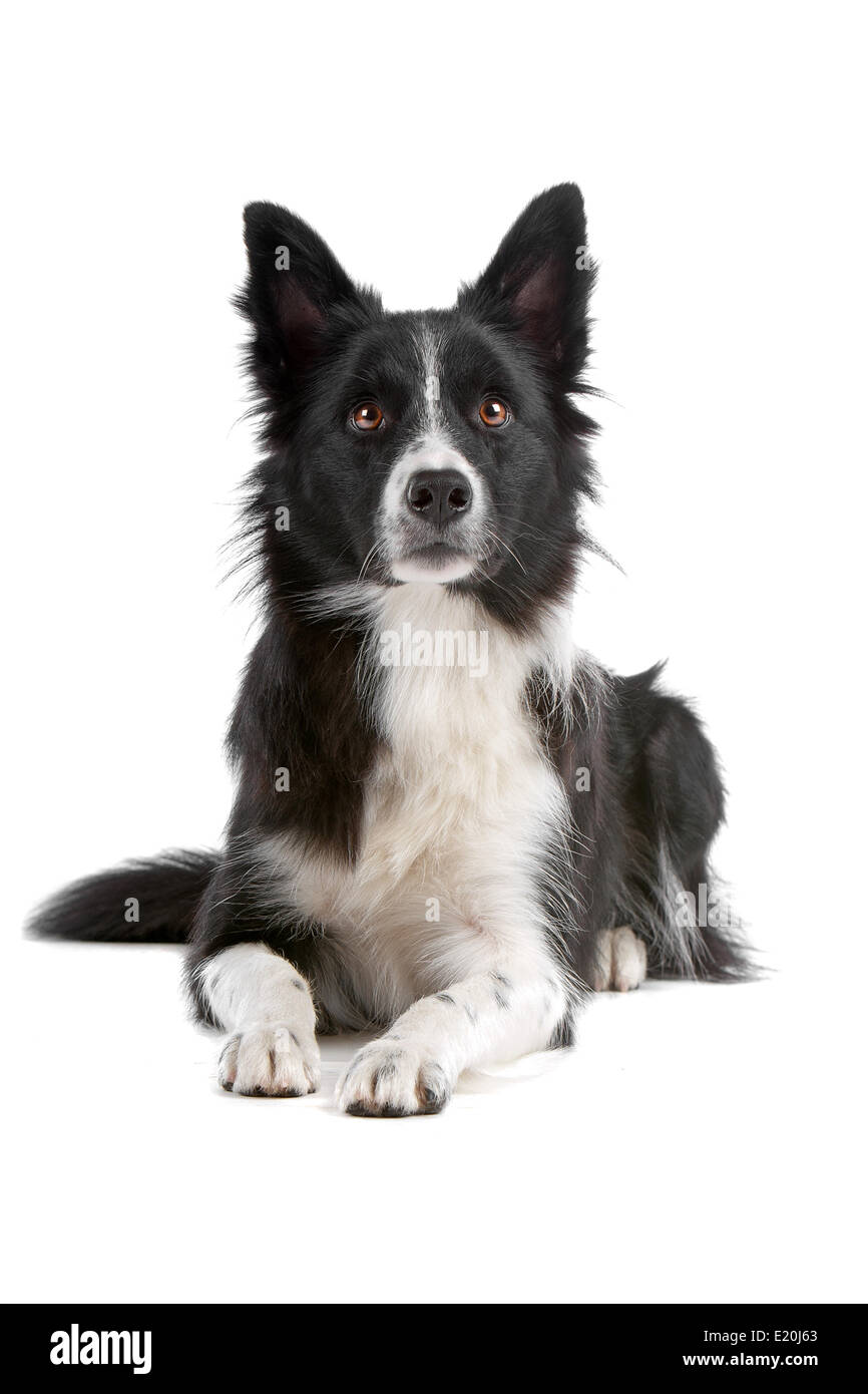 border collie sheepdog Stock Photo - Alamy