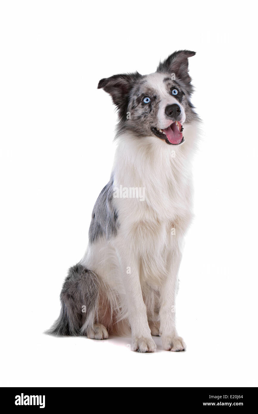 border collie sheepdog Stock Photo - Alamy
