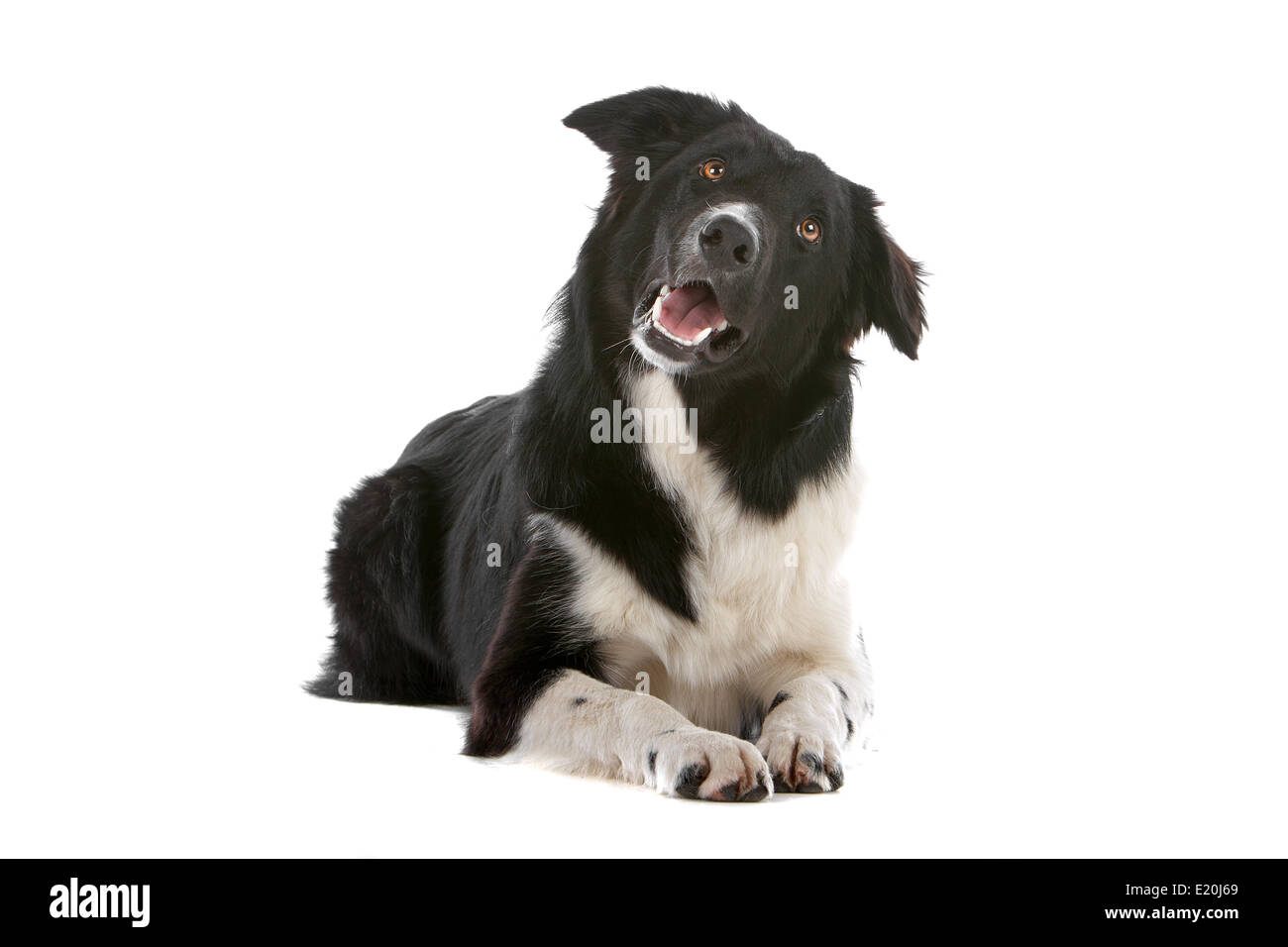 border collie sheepdog Stock Photo - Alamy