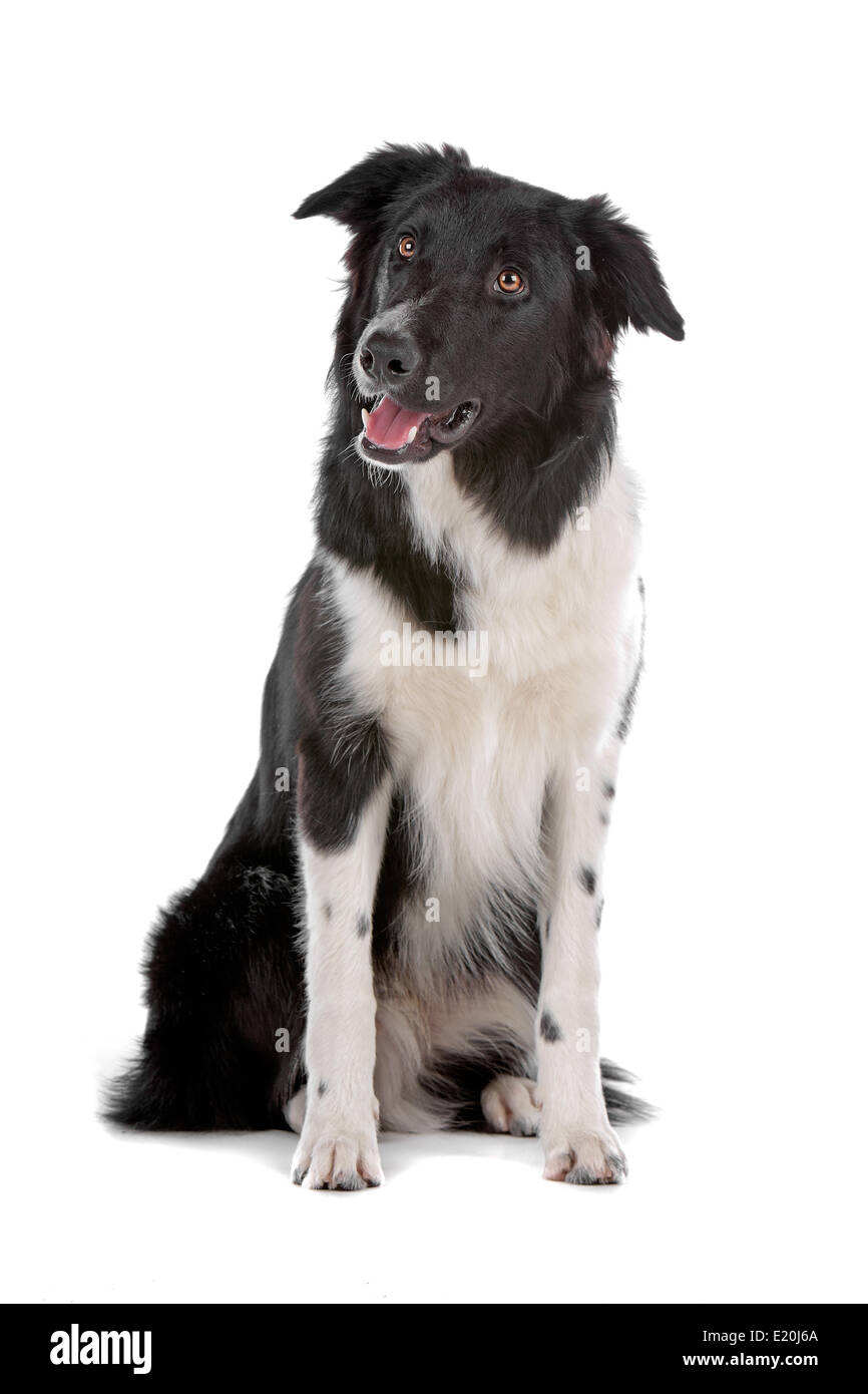 border collie sheepdog Stock Photo - Alamy