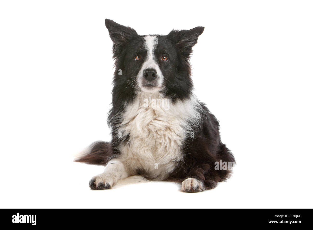 border collie sheepdog Stock Photo - Alamy