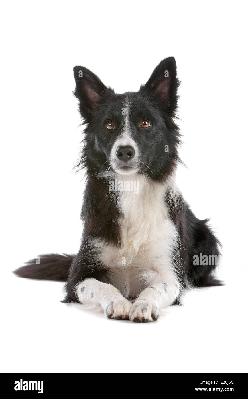border collie sheepdog Stock Photo - Alamy