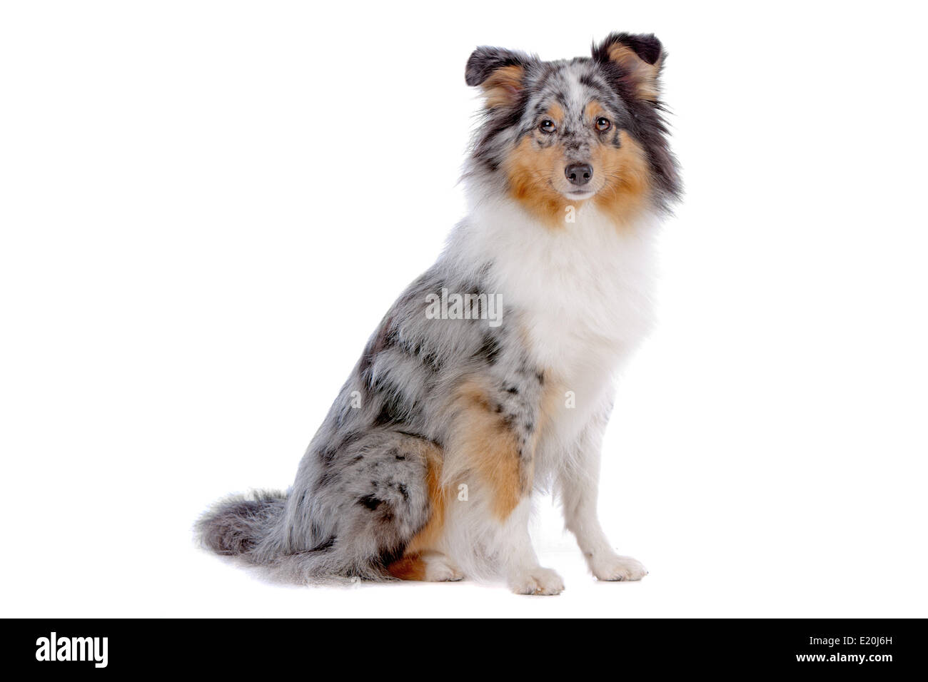 Shetland Sheepdog, Sheltie Stock Photo - Alamy