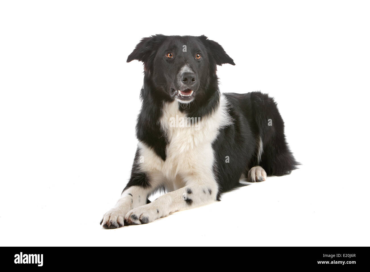 border collie sheepdog Stock Photo - Alamy
