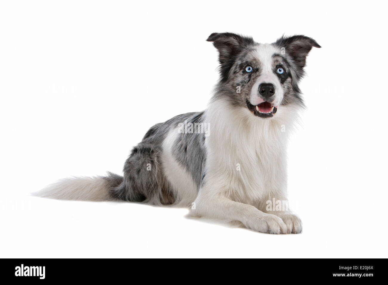border collie sheepdog Stock Photo - Alamy