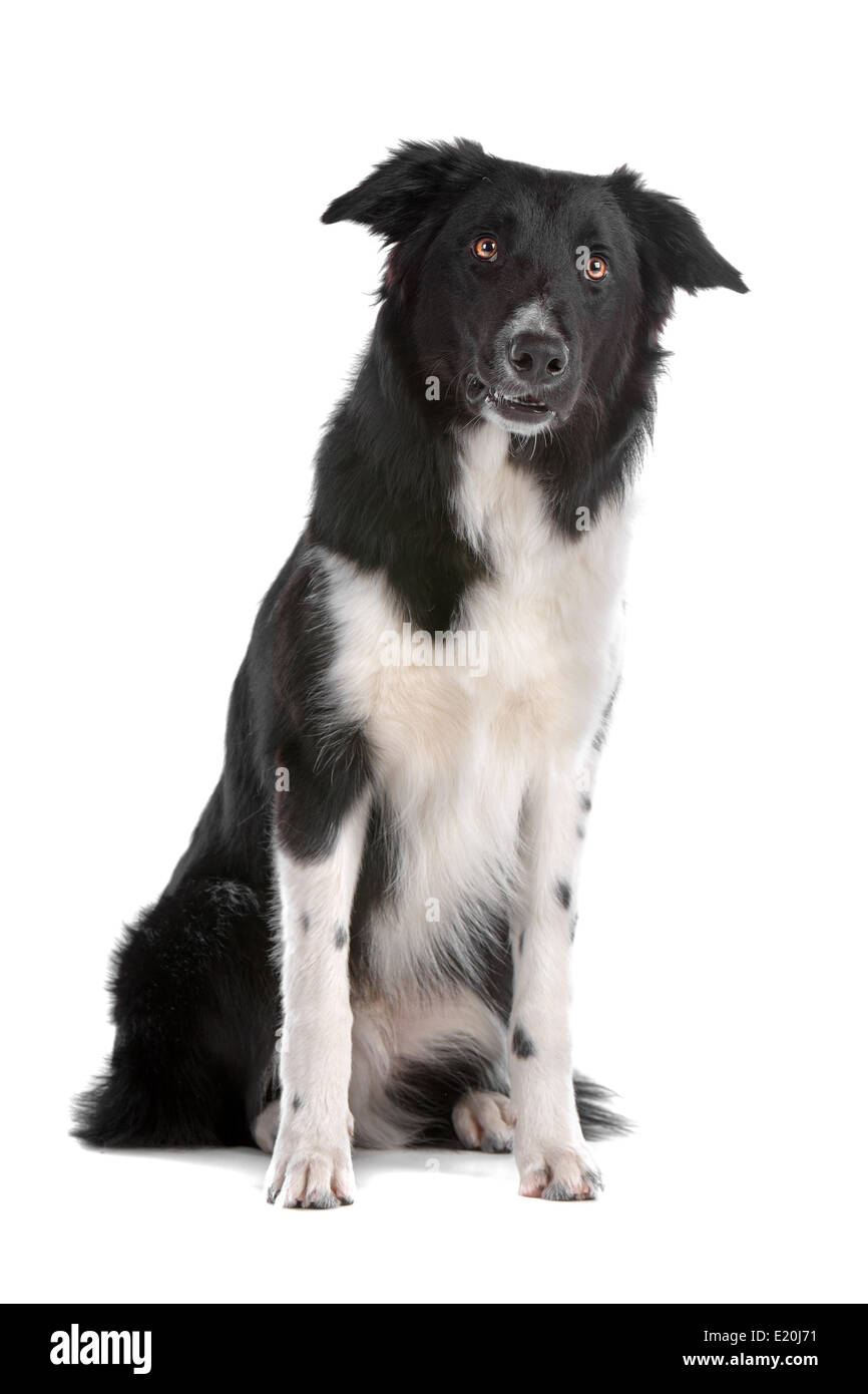 border collie sheepdog Stock Photo - Alamy