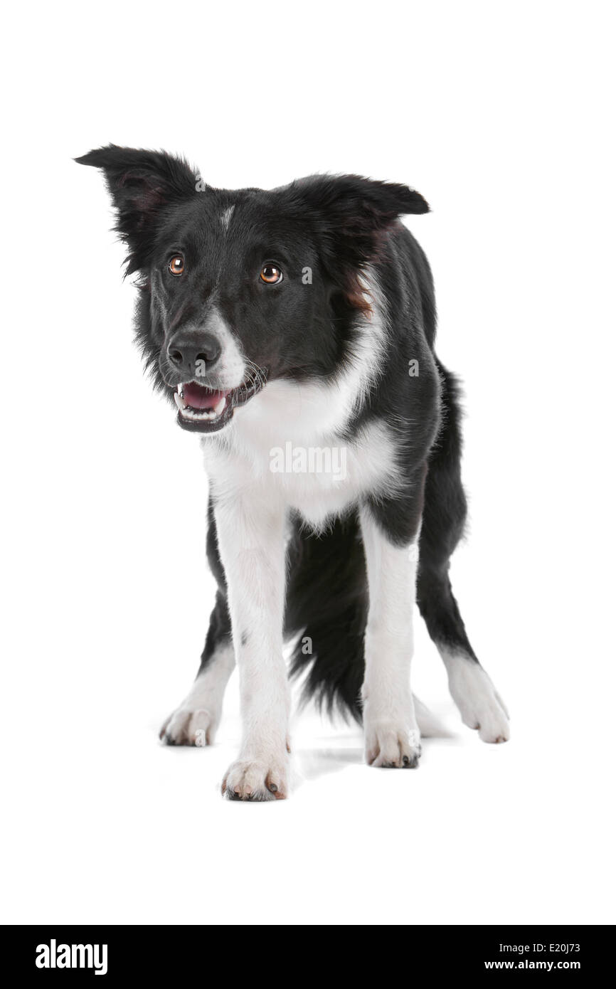 border collie sheepdog Stock Photo - Alamy