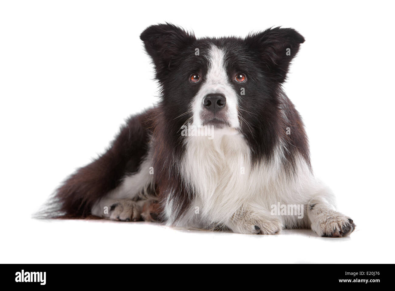 border collie sheepdog Stock Photo - Alamy
