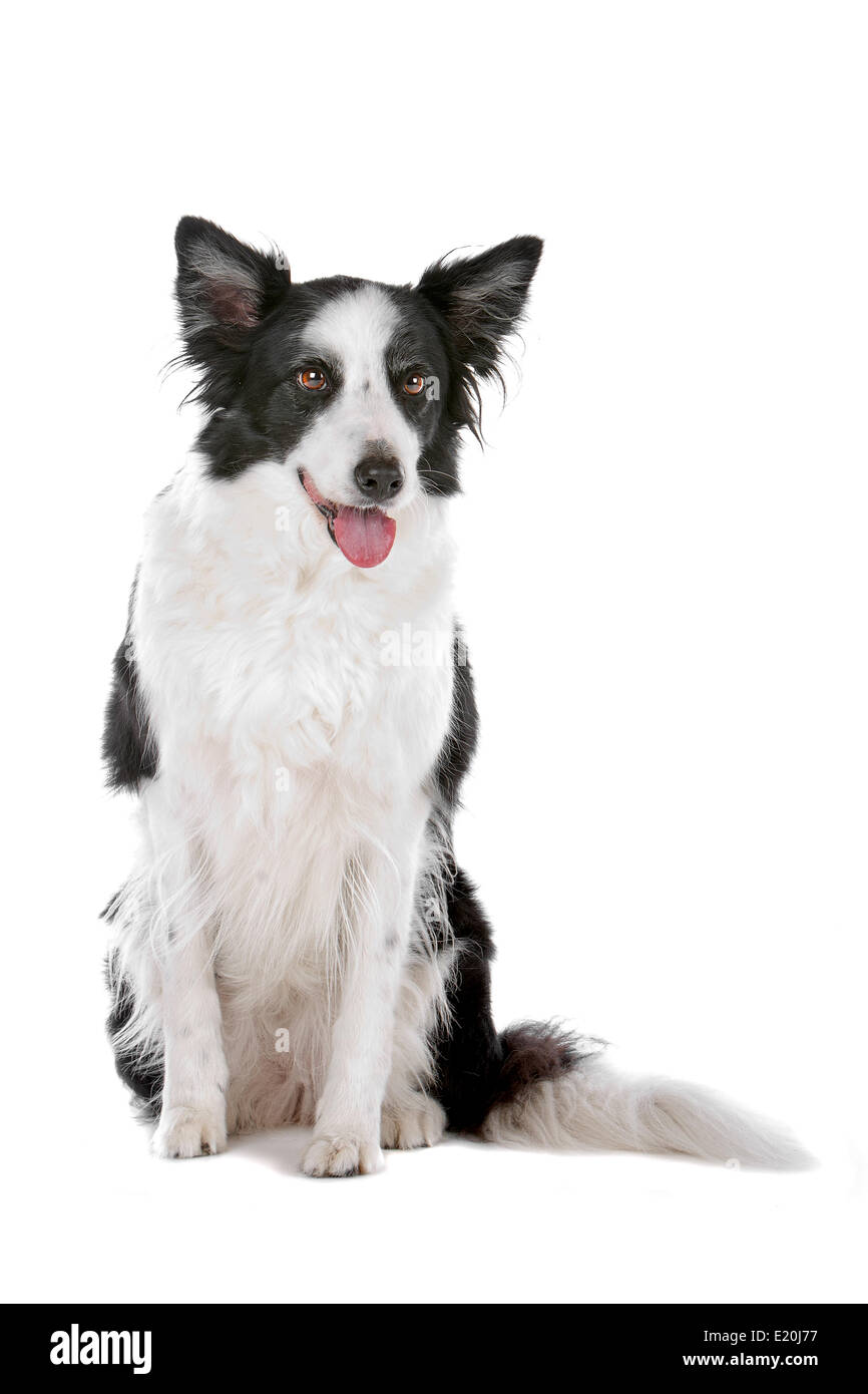 border collie sheepdog Stock Photo - Alamy