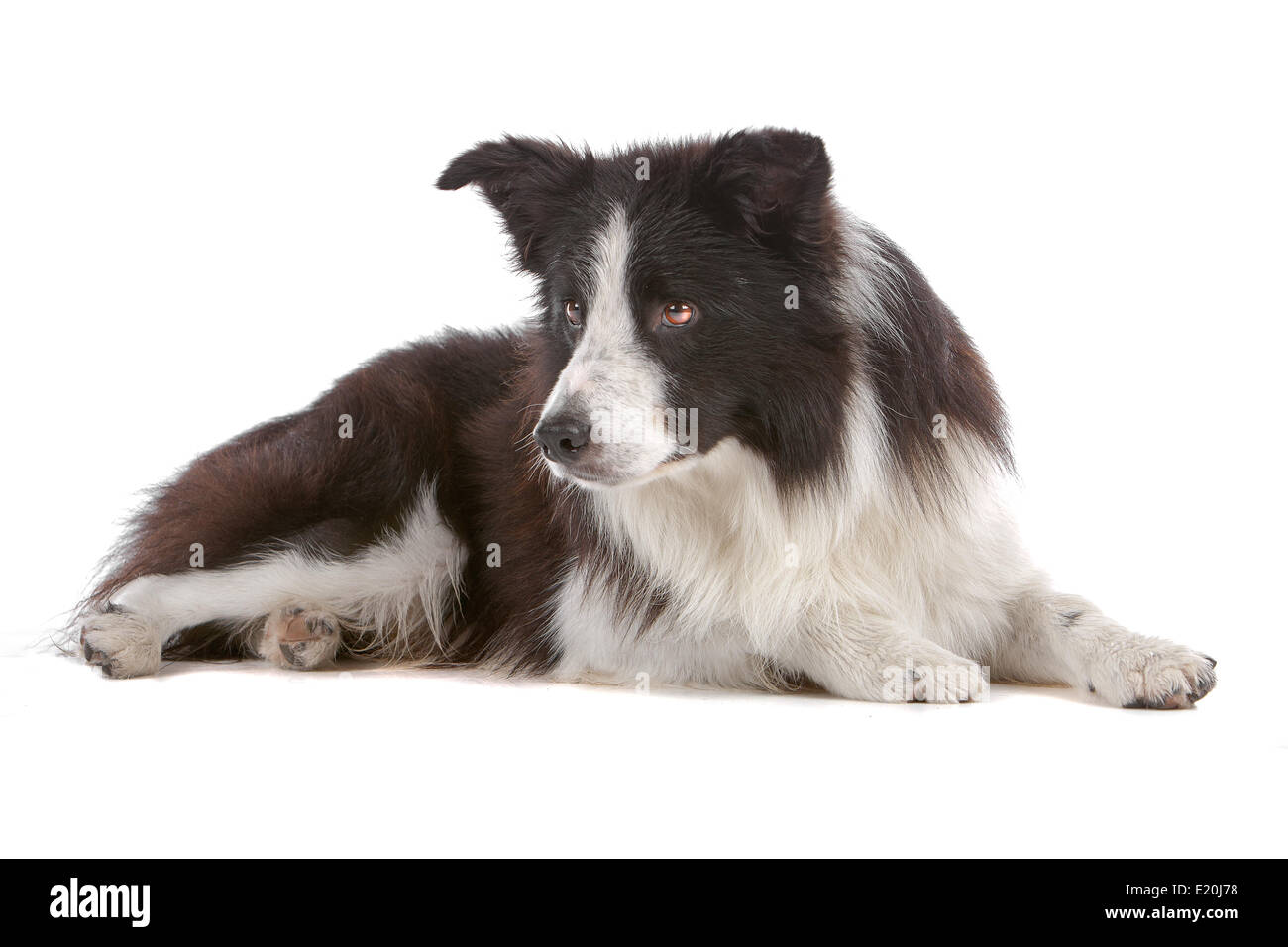 border collie sheepdog Stock Photo - Alamy