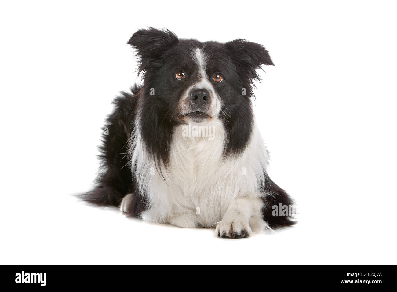 border collie sheepdog Stock Photo - Alamy