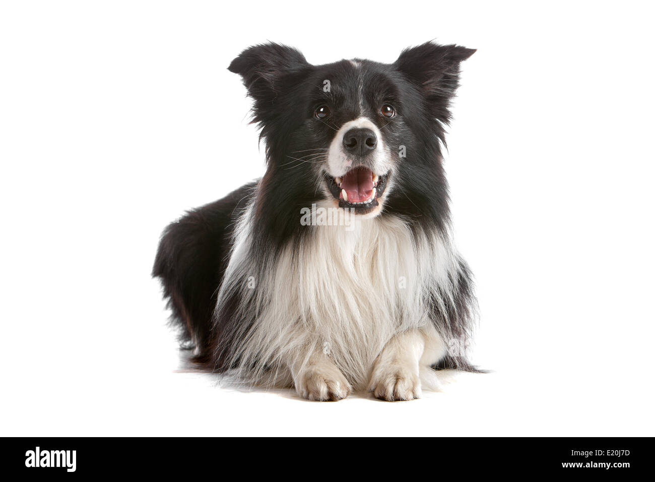 border collie sheepdog Stock Photo - Alamy