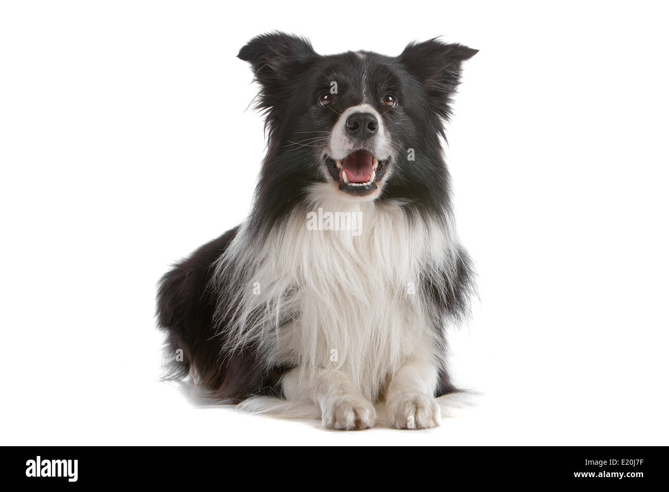 border collie sheepdog Stock Photo - Alamy