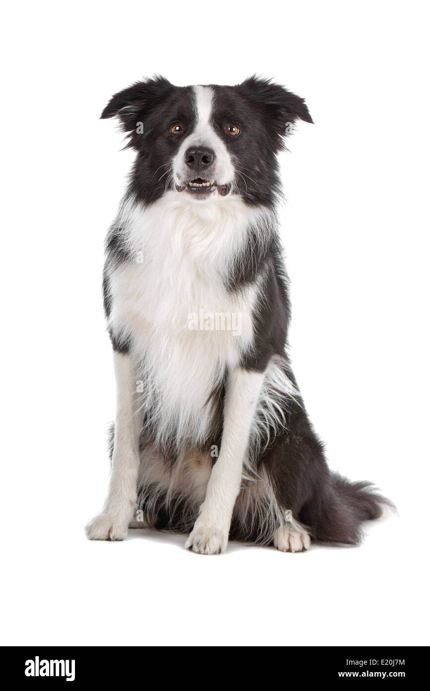 border collie sheepdog Stock Photo - Alamy