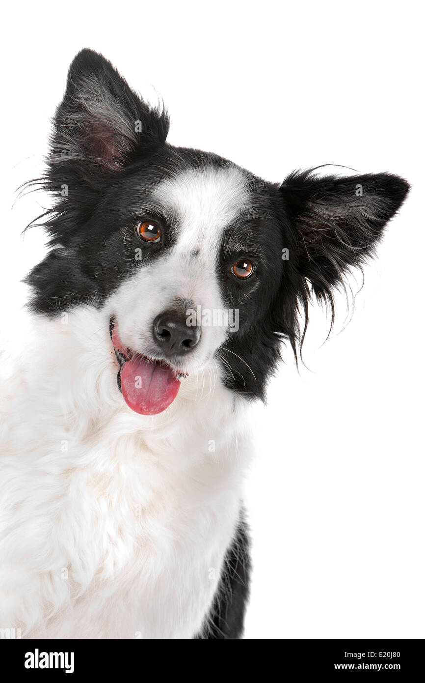 border collie sheepdog Stock Photo - Alamy