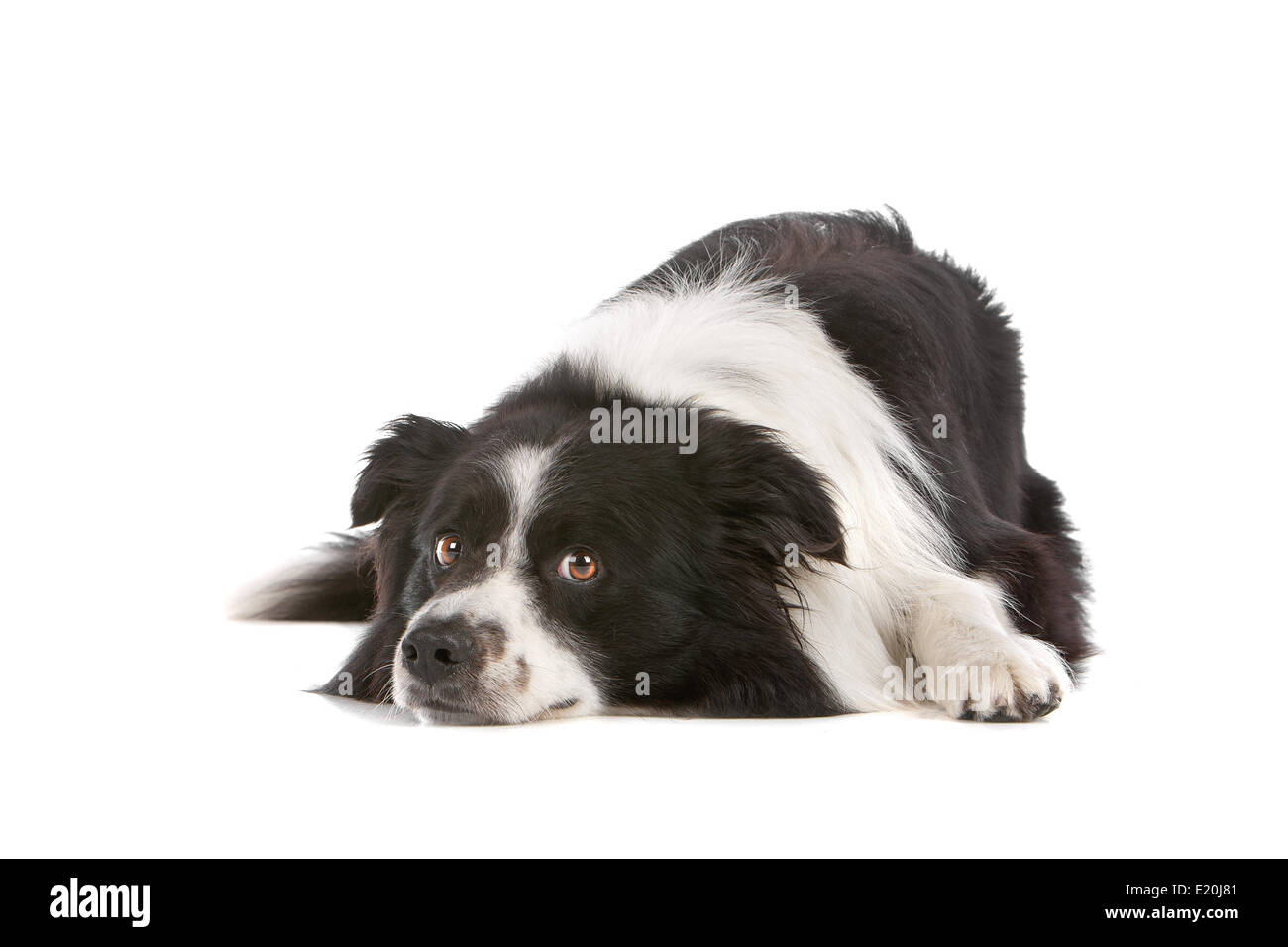 border collie sheepdog Stock Photo - Alamy