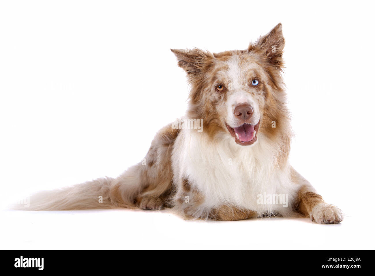 border collie sheepdog Stock Photo - Alamy