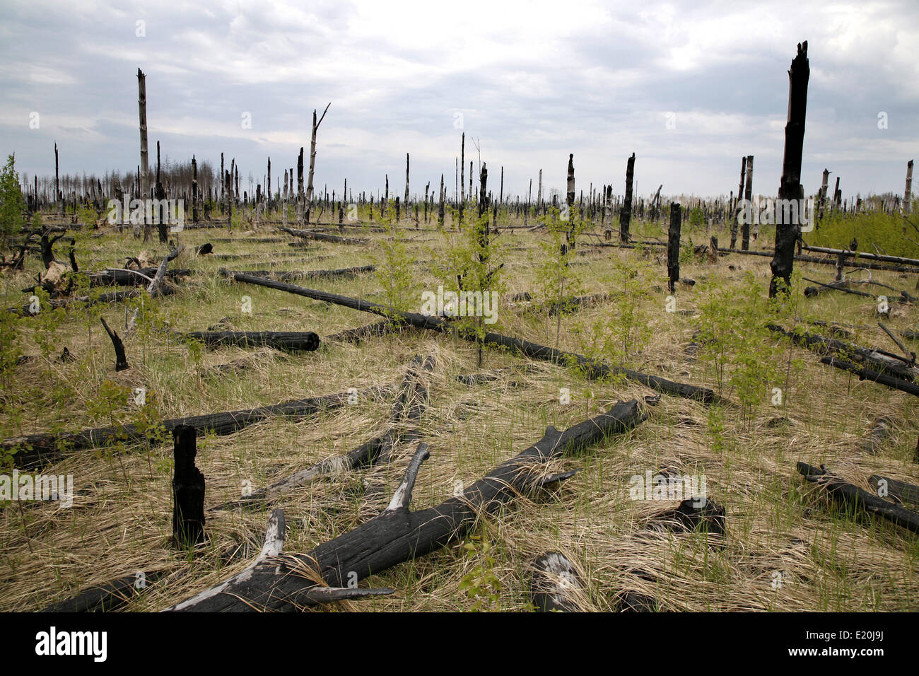 Burnt forest hi-res stock photography and images - Alamy