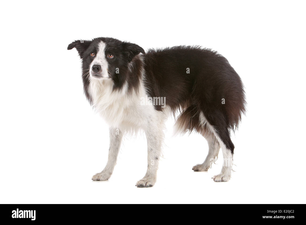 border collie sheepdog Stock Photo - Alamy