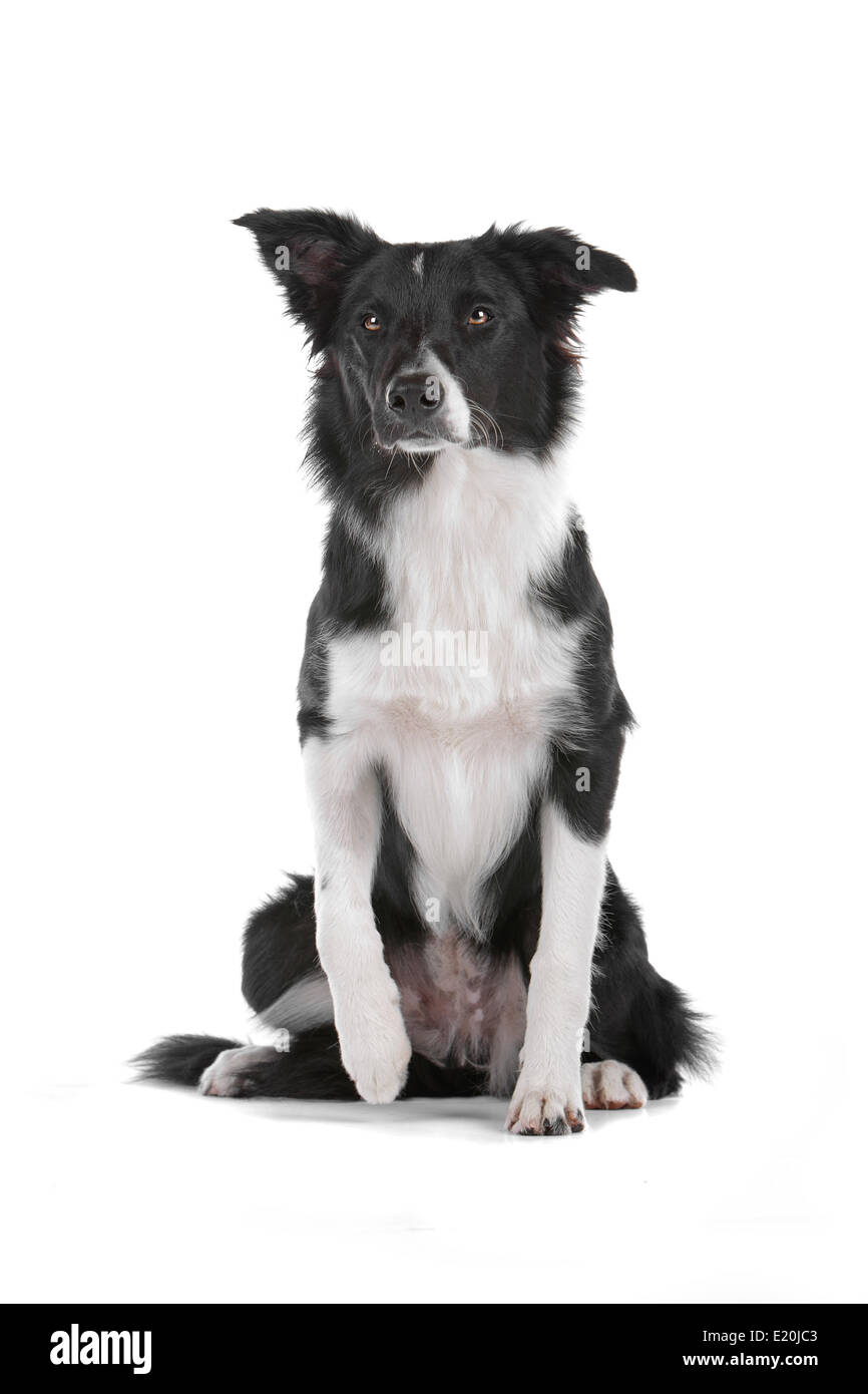 border collie sheepdog Stock Photo - Alamy