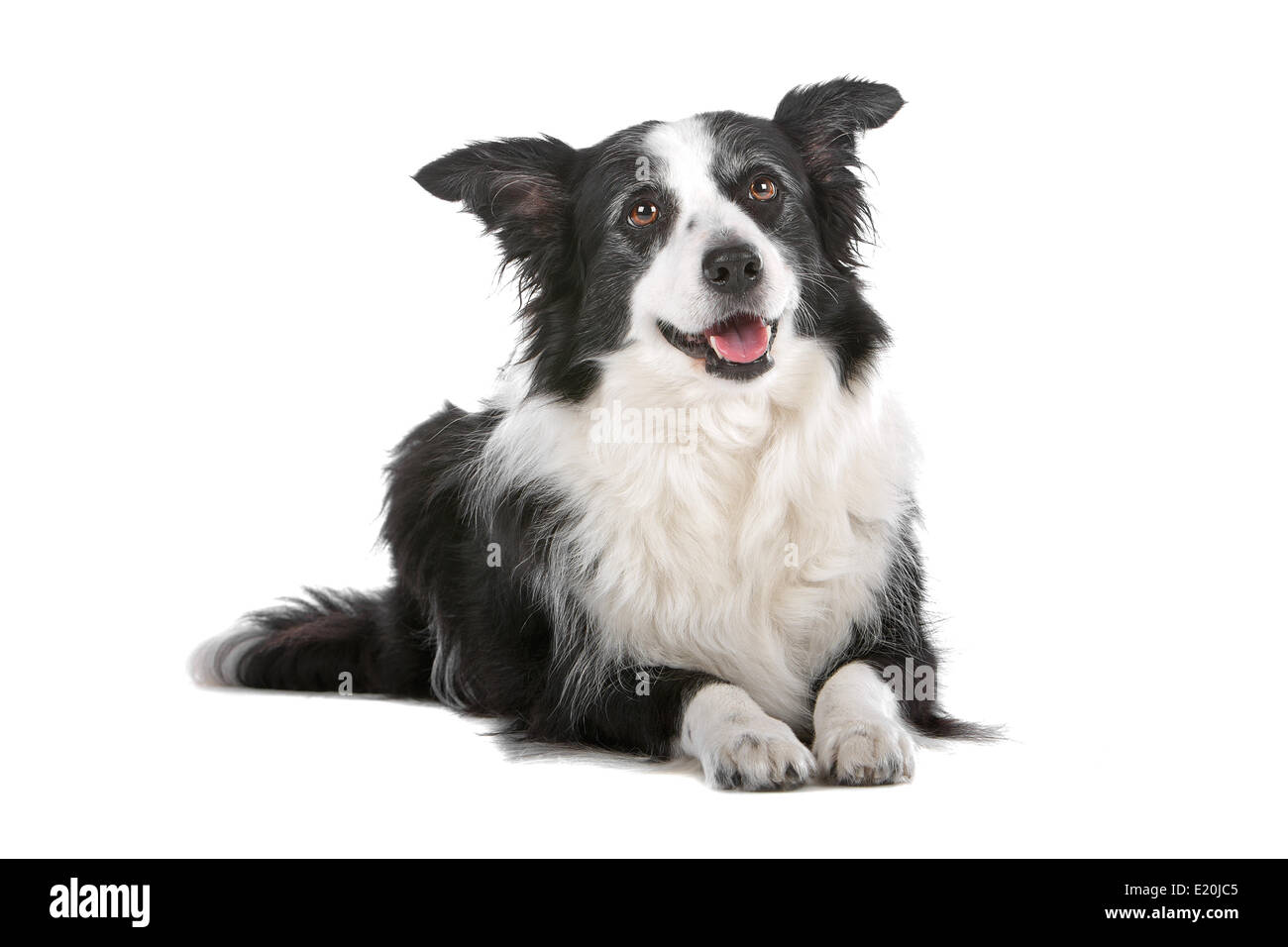border collie sheepdog Stock Photo - Alamy