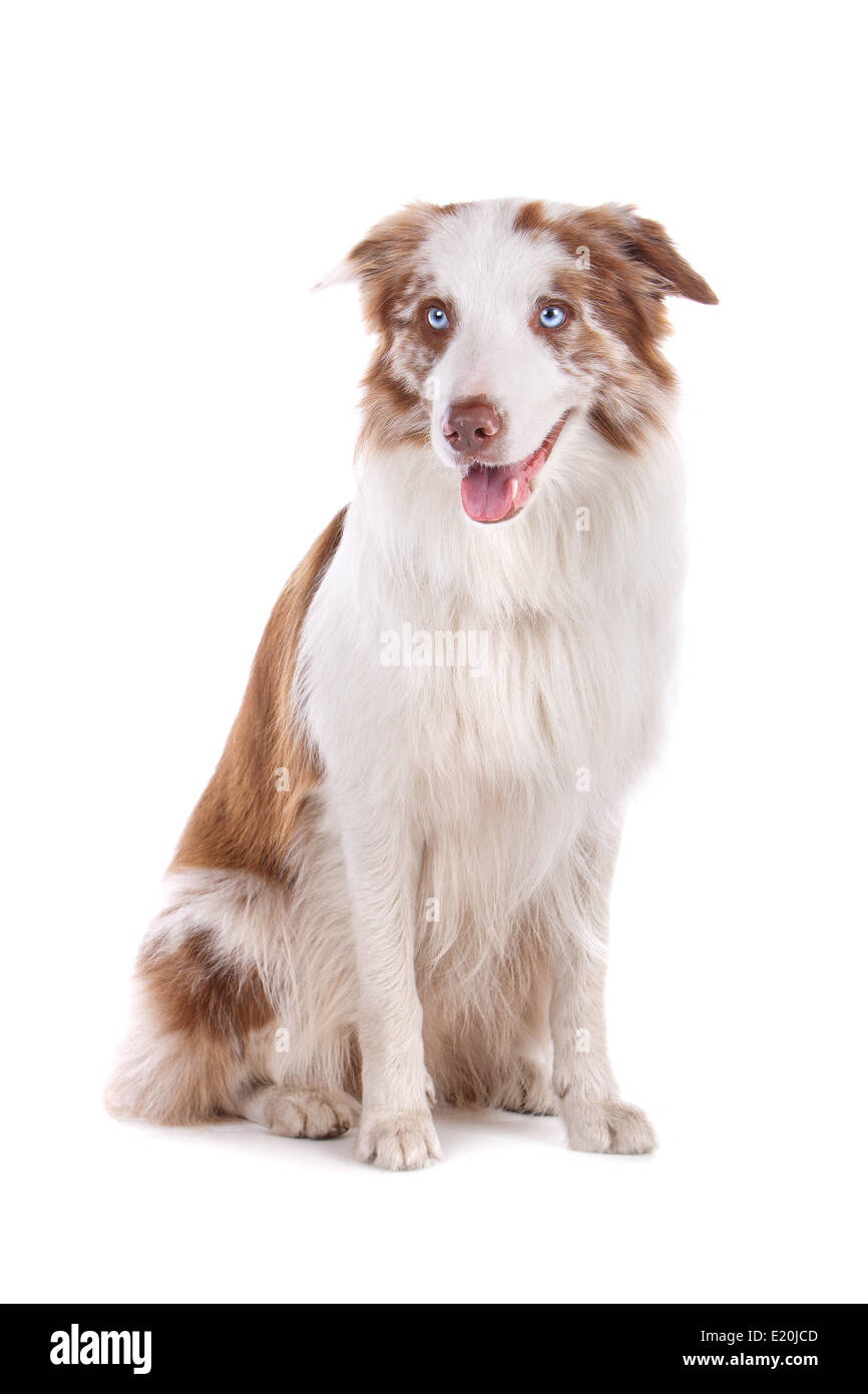 border collie sheepdog Stock Photo - Alamy
