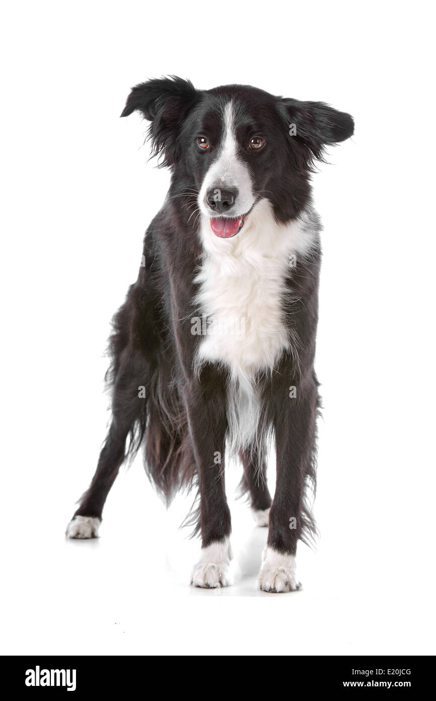 border collie sheepdog Stock Photo - Alamy