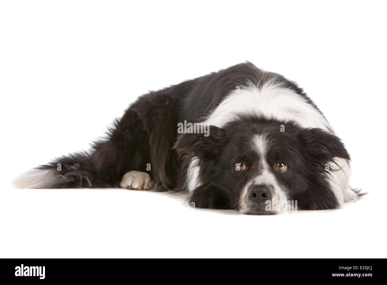 border collie sheepdog Stock Photo - Alamy