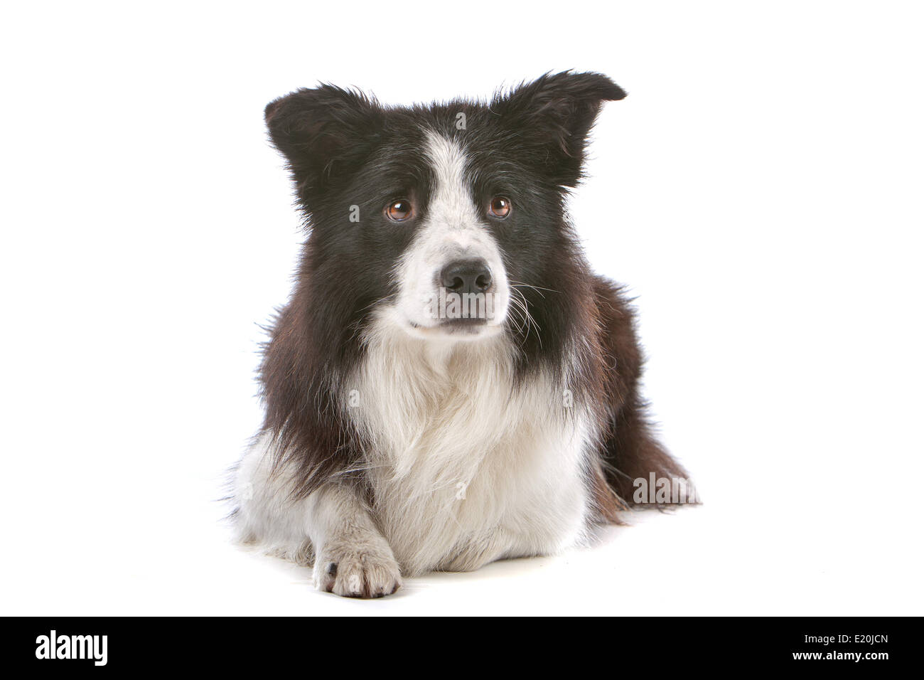 border collie sheepdog Stock Photo - Alamy