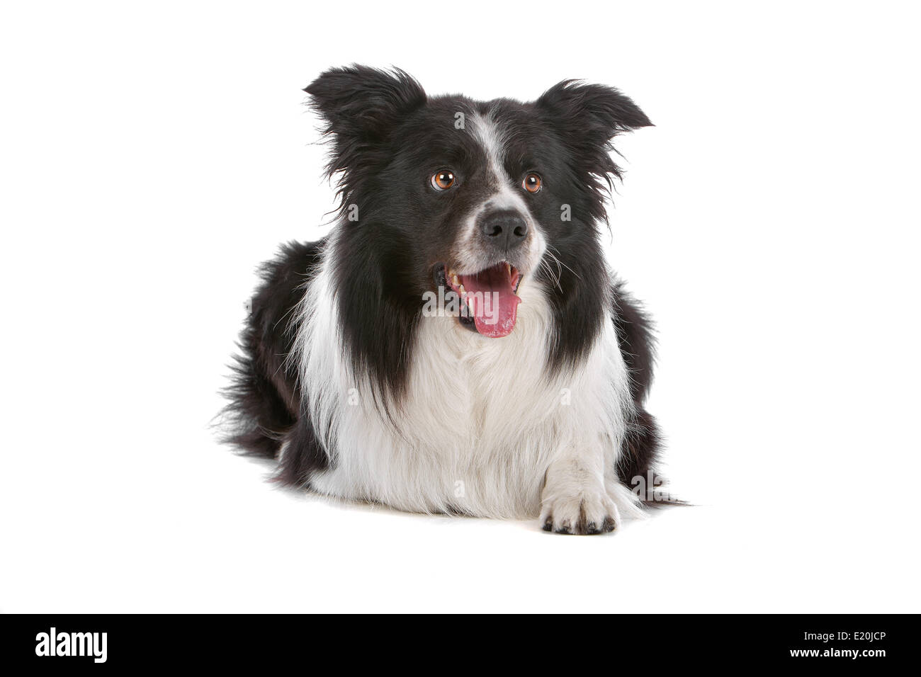 border collie sheepdog Stock Photo - Alamy