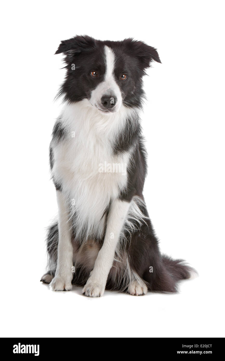 border collie sheepdog Stock Photo - Alamy
