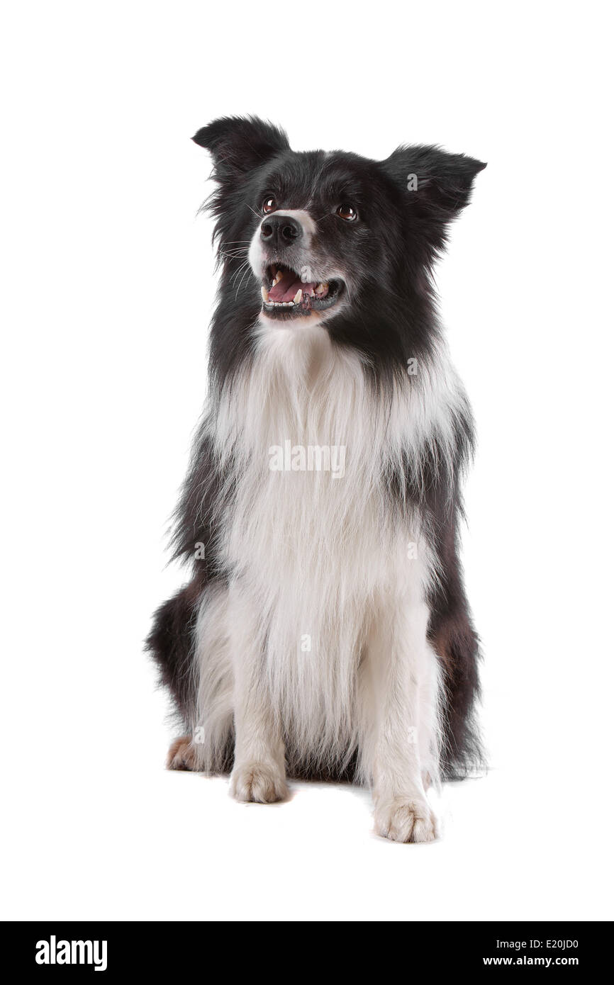 border collie sheepdog Stock Photo - Alamy