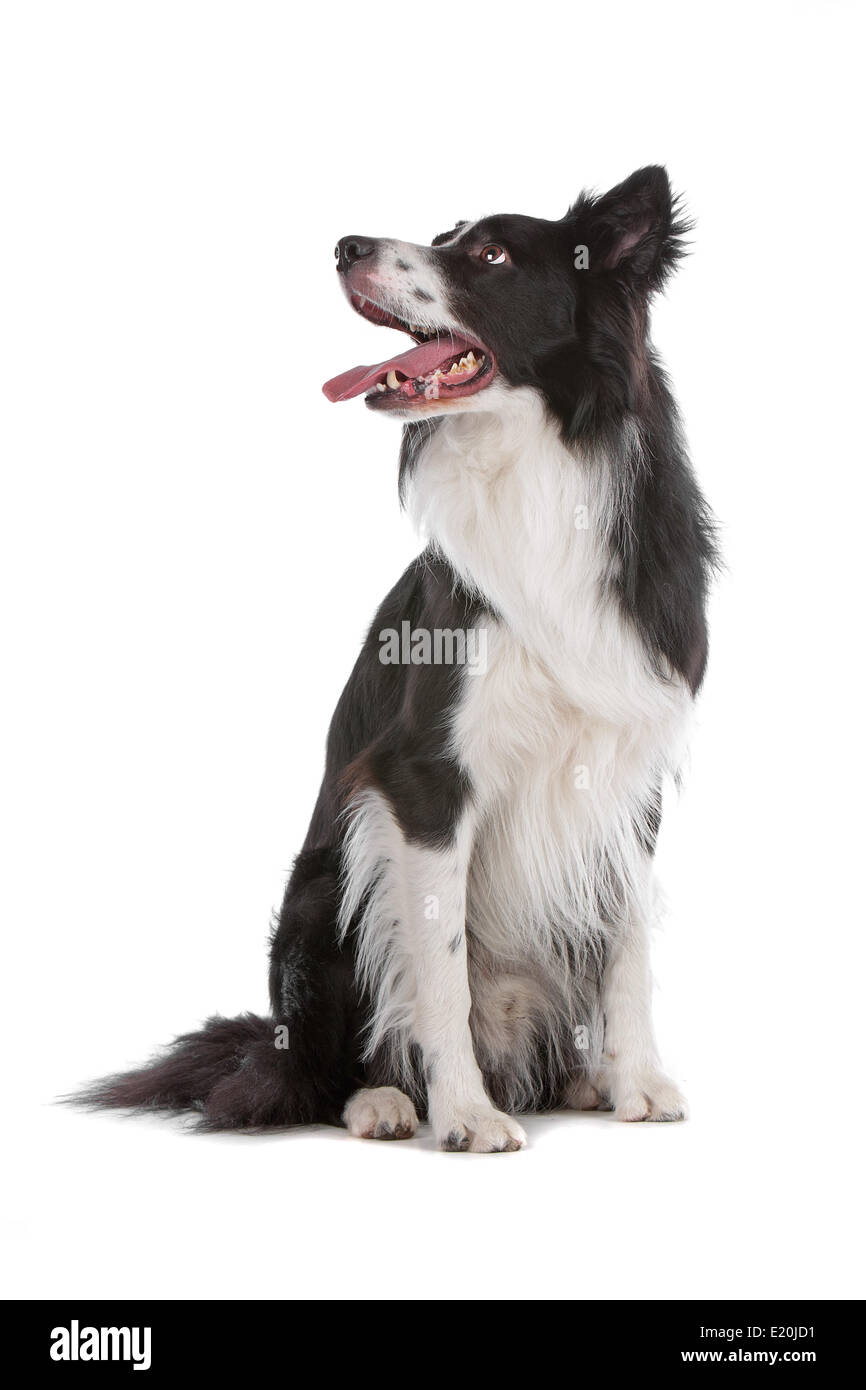 border collie sheepdog Stock Photo - Alamy