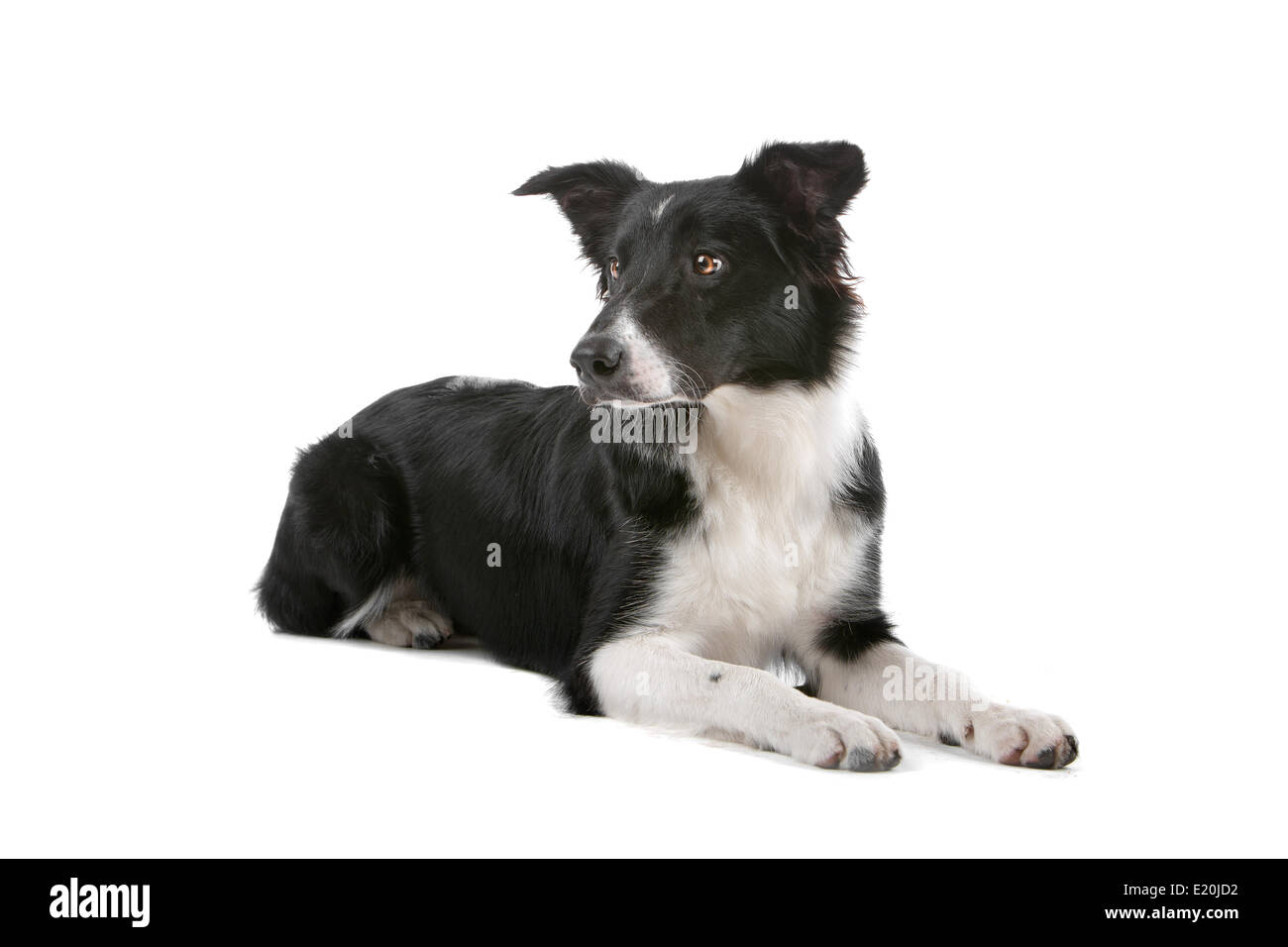border collie sheepdog Stock Photo - Alamy
