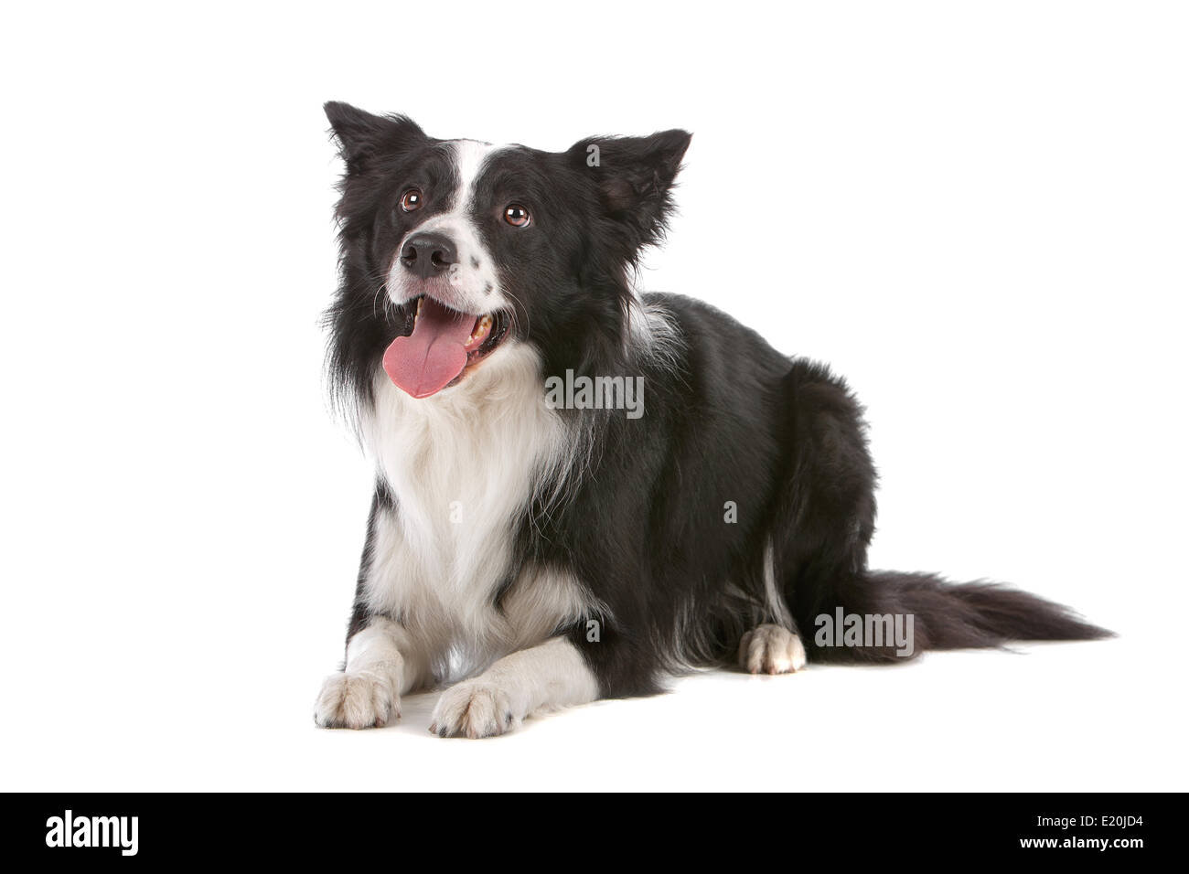 border collie sheepdog Stock Photo - Alamy