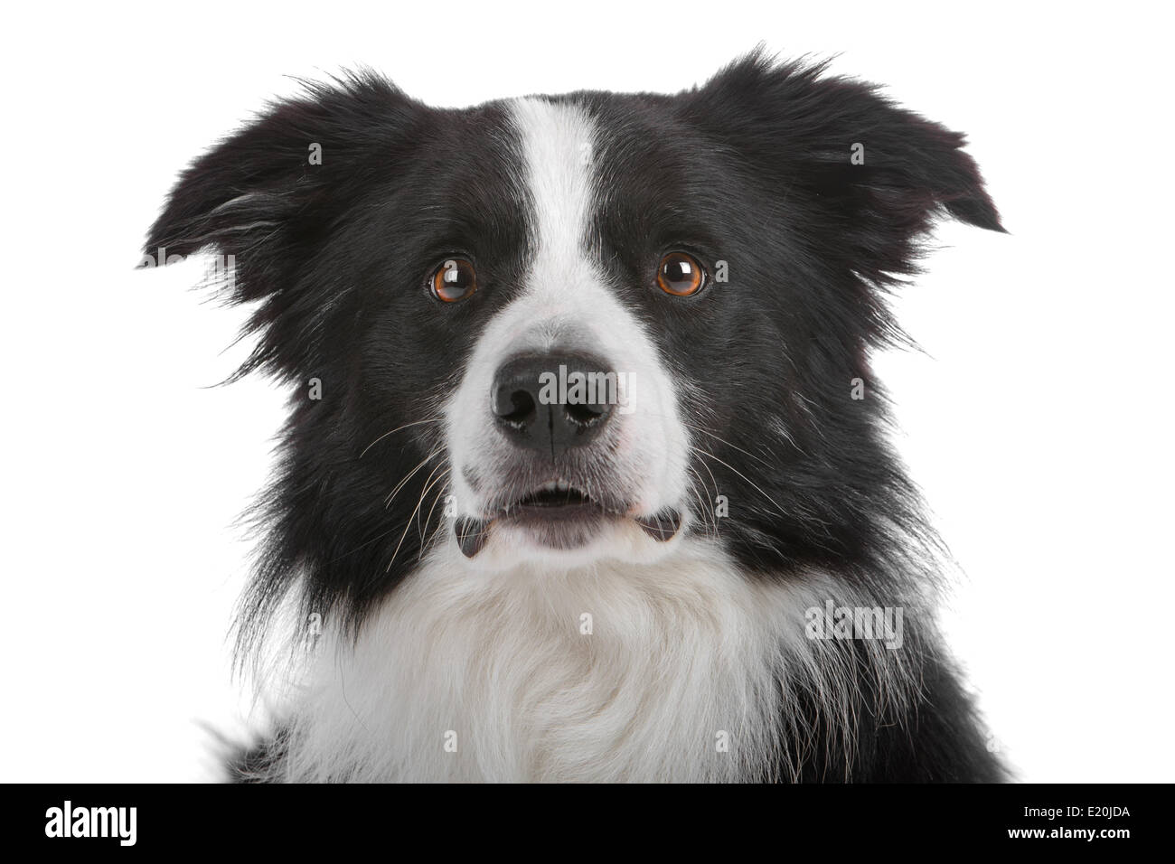 border collie sheepdog Stock Photo - Alamy