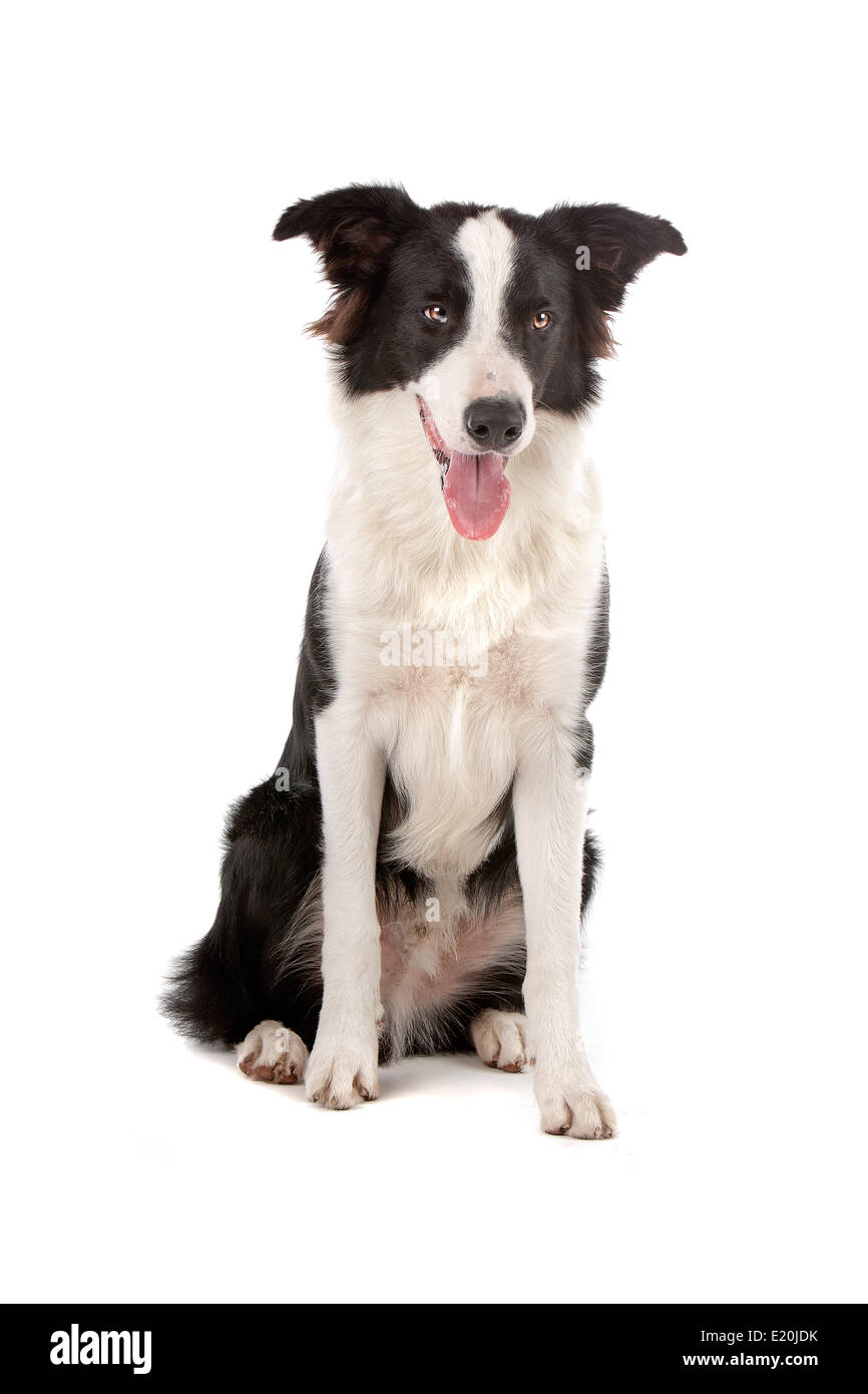border collie sheepdog Stock Photo - Alamy