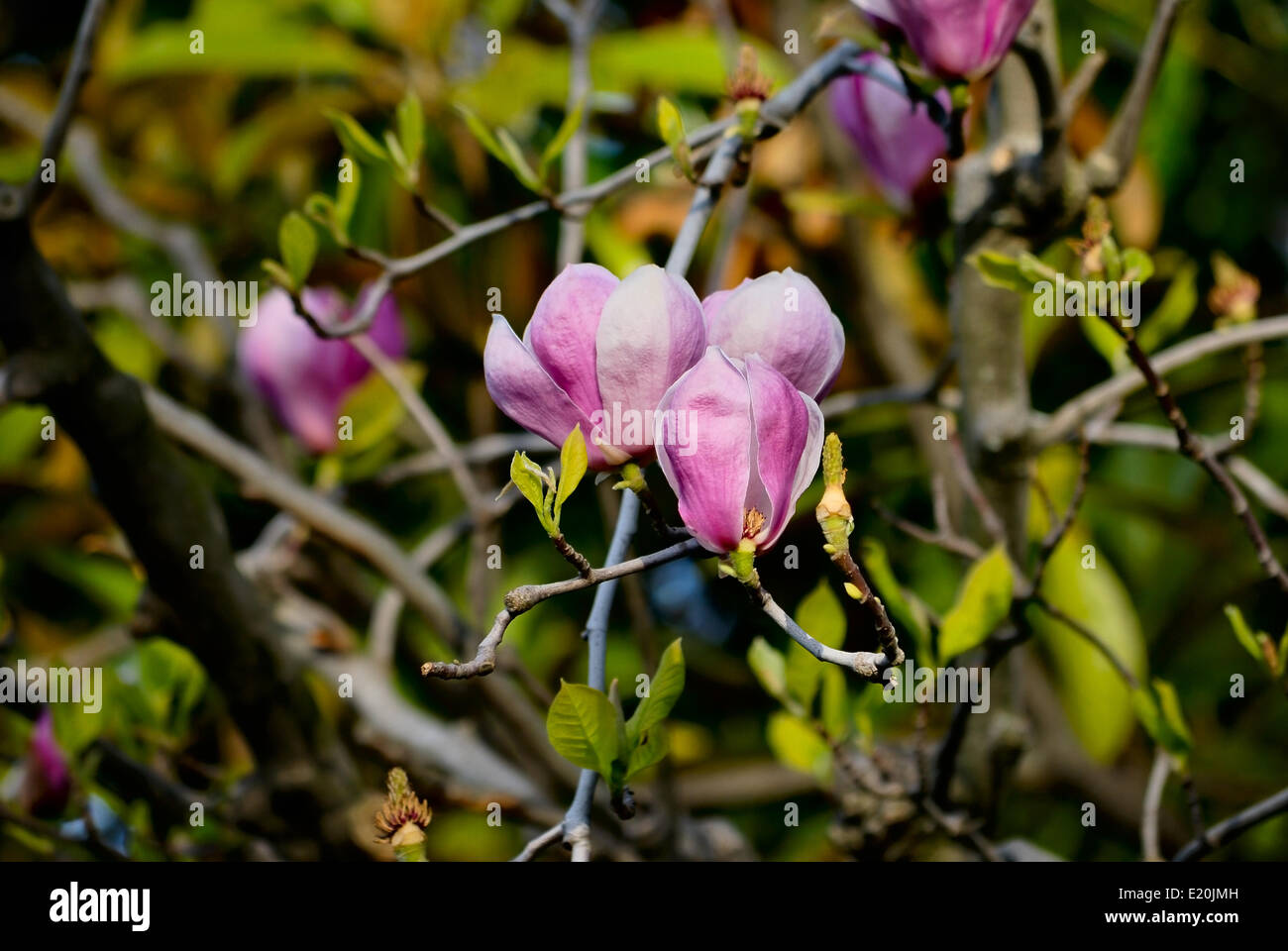 Tulip tree blossom hi-res stock photography and images - Alamy