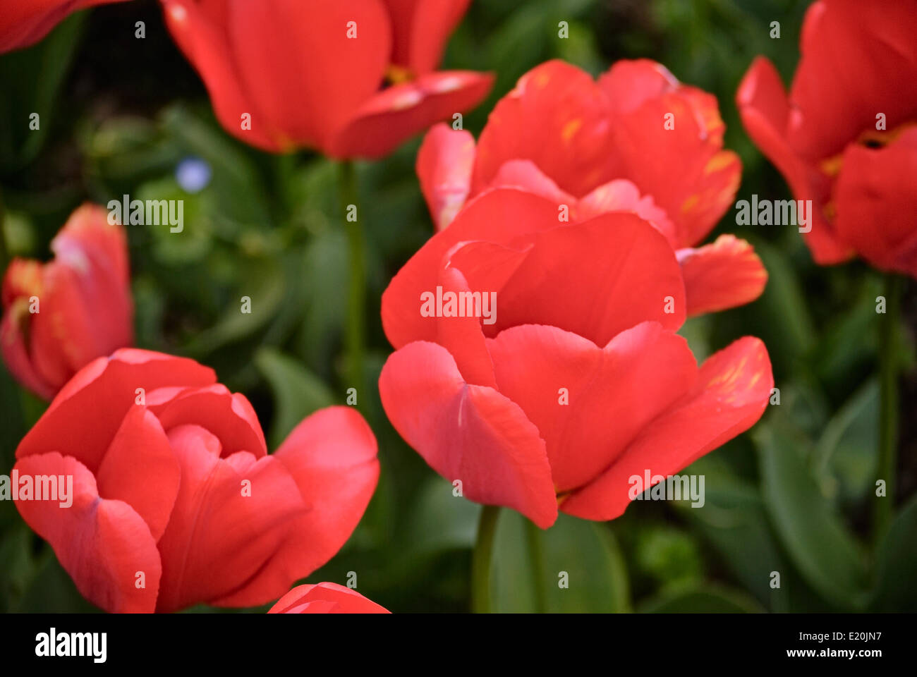 beautiful spring flower tulips. nature Stock Photo - Alamy