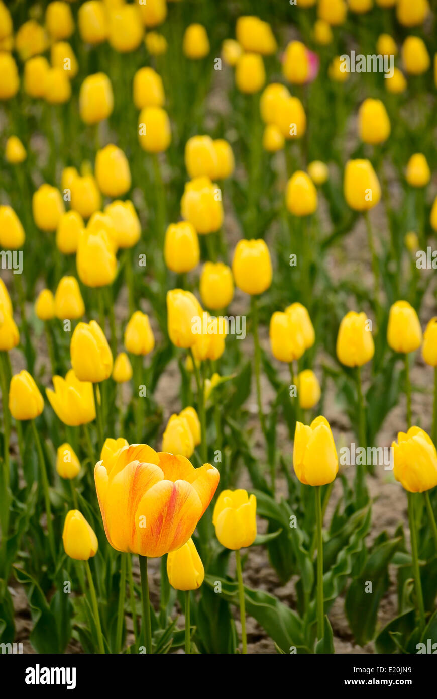 beautiful spring flower tulips. nature Stock Photo - Alamy