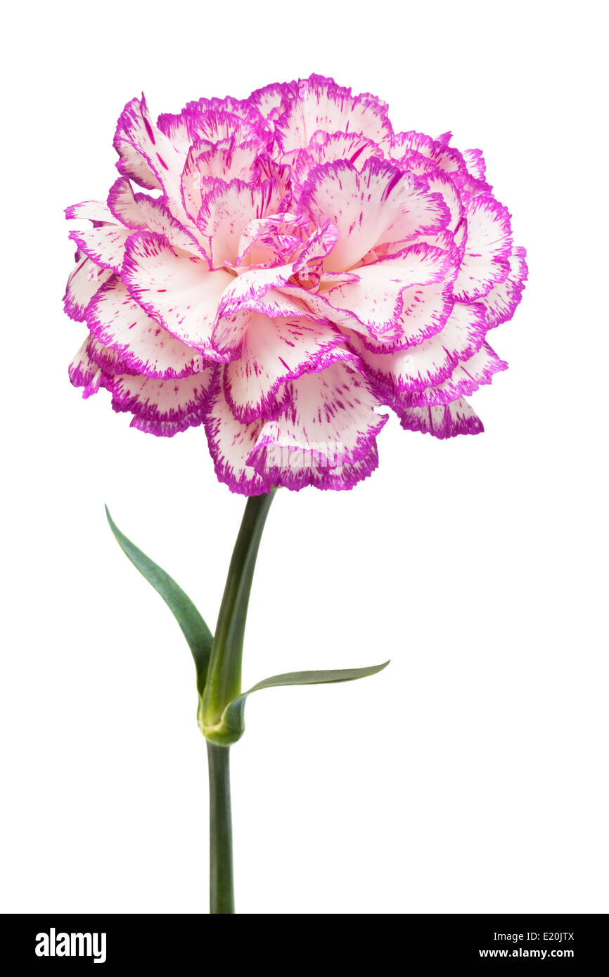 Beautiful pink flower Stock Photo - Alamy