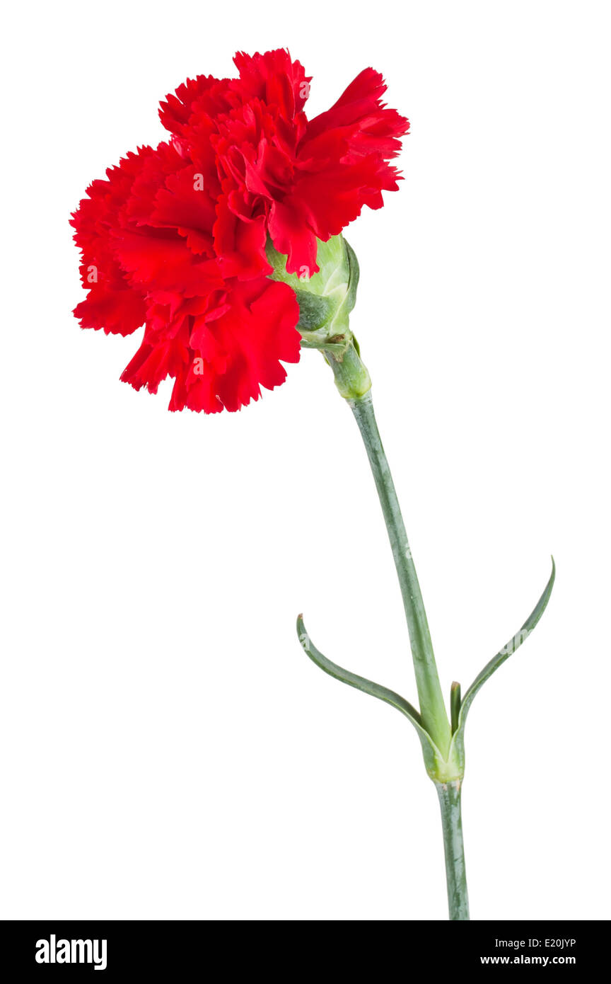 Red carnation flower Cut Out Stock Images & Pictures - Alamy