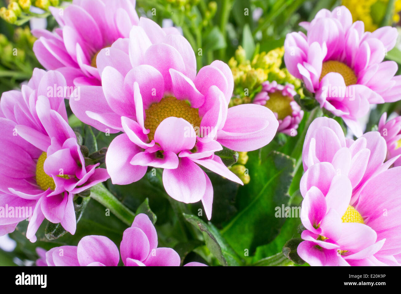 Beautiful spring flowers for postcard, greetings or background Stock ...