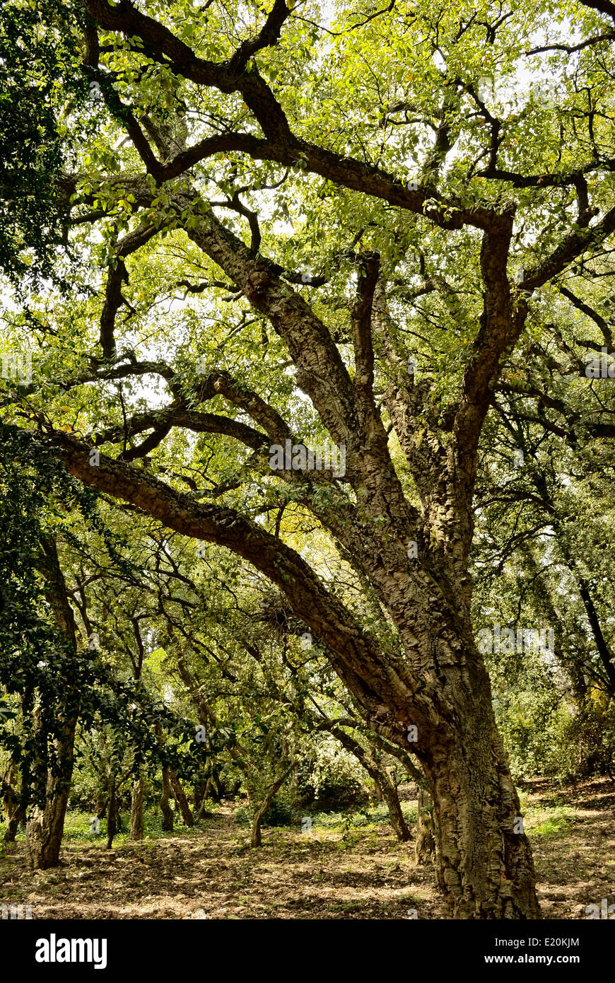 old tree in sity park. outdoor shot Stock Photo - Alamy