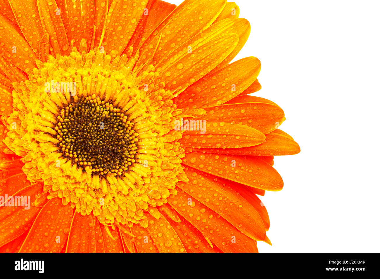 Beautiful orange flower Stock Photo - Alamy