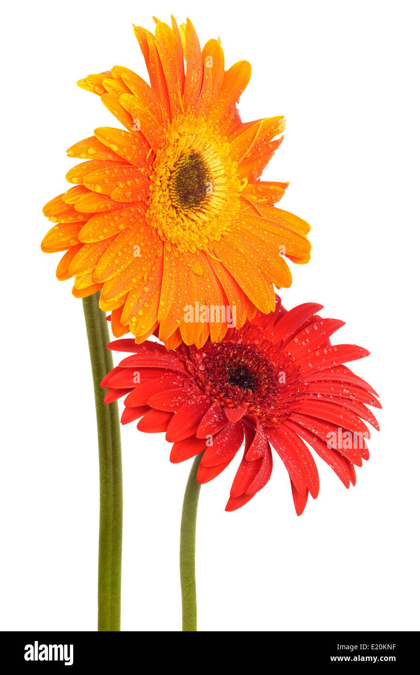 Blumen vertical Cut Out Stock Images & Pictures - Alamy
