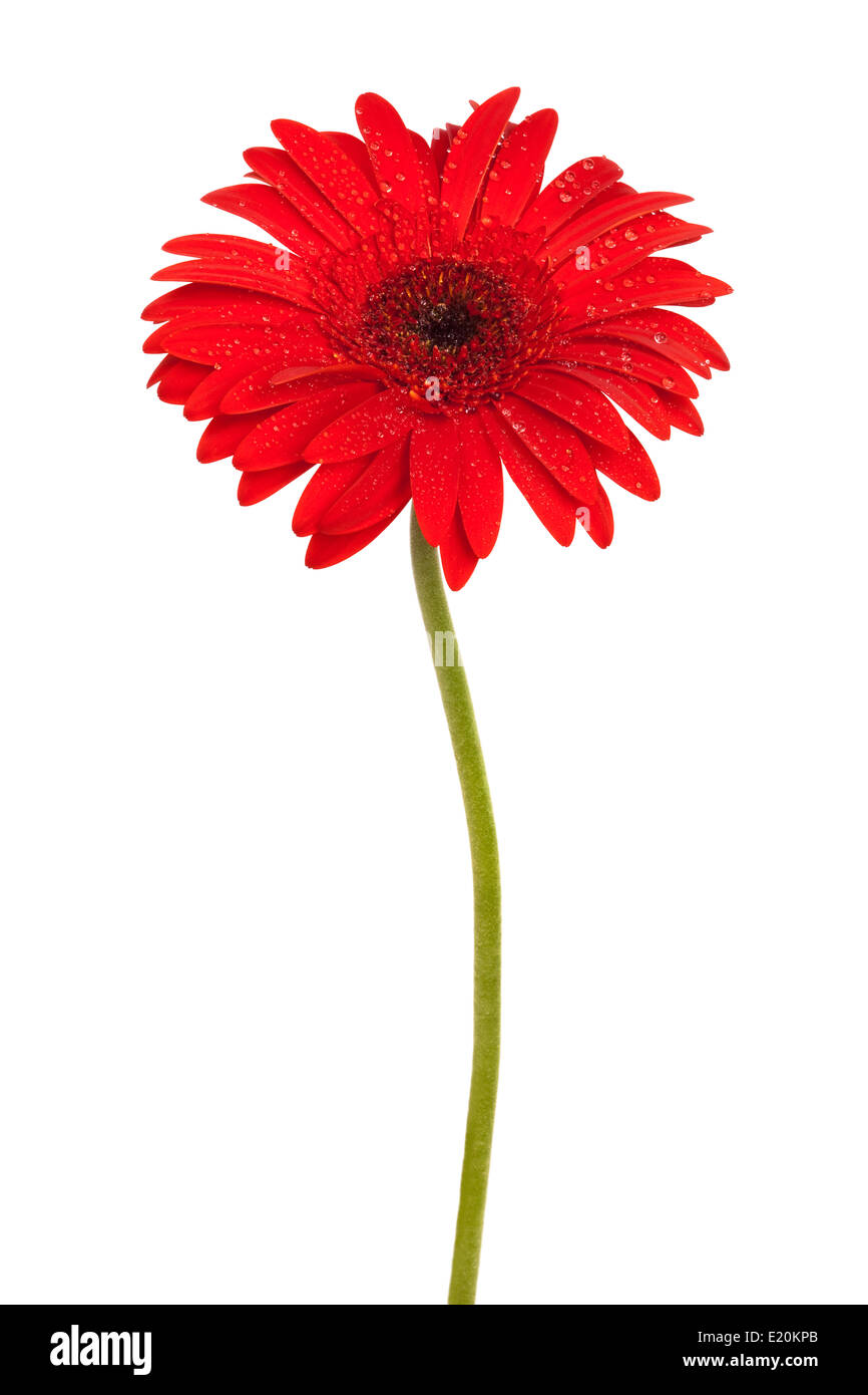 Gerber blumen hi-res stock photography and images - Alamy